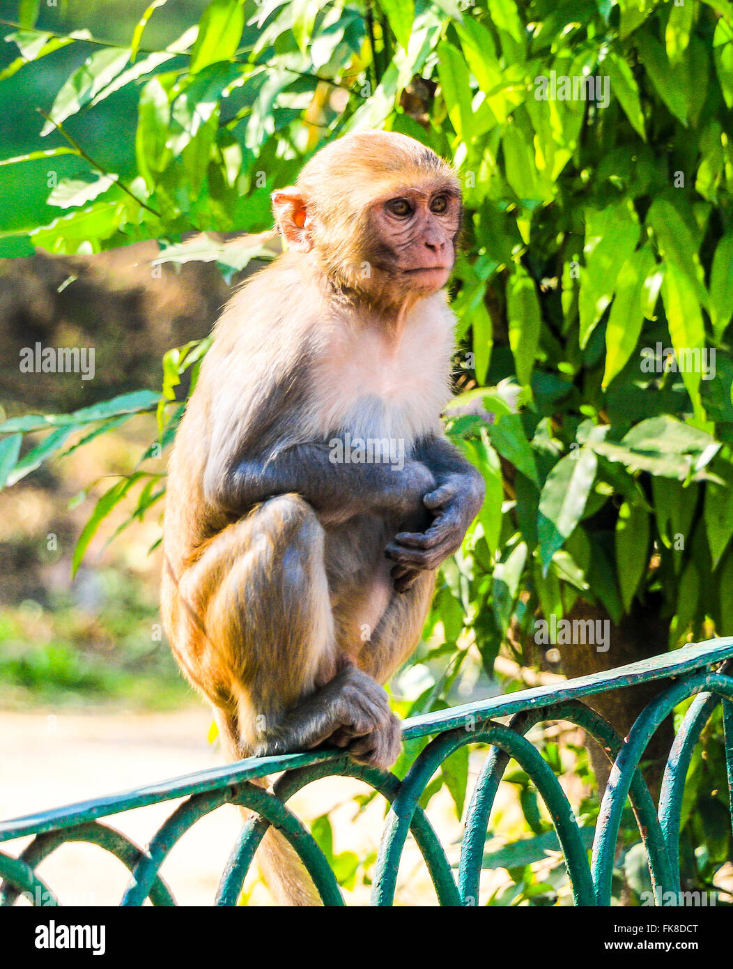 Junger makaken spielen -Fotos und -Bildmaterial in hoher Auflösung – Alamy
