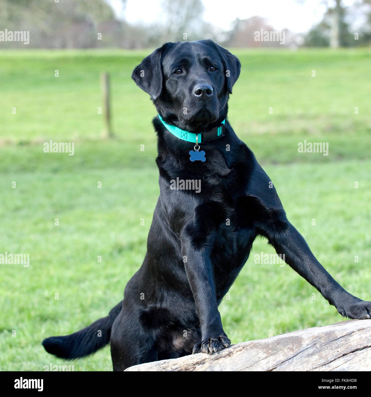 Labrador Retriever Stockfotos und -bilder Kaufen - Alamy