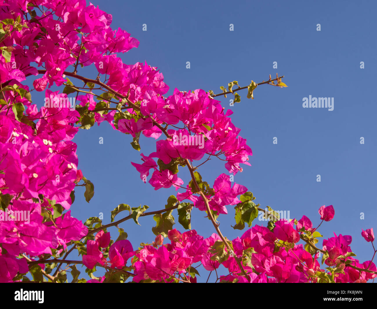 Pink / lila Bougainvillea in hellem Sonnenlicht gegen blauen Himmel ...
