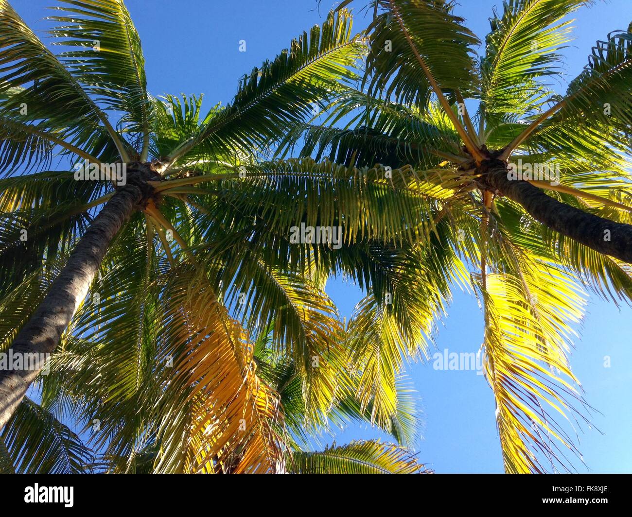 Florida palm tree -Fotos und -Bildmaterial in hoher Auflösung – Alamy