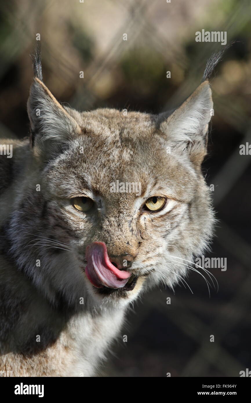 Luchs pelz -Fotos und -Bildmaterial in hoher Auflösung – Alamy