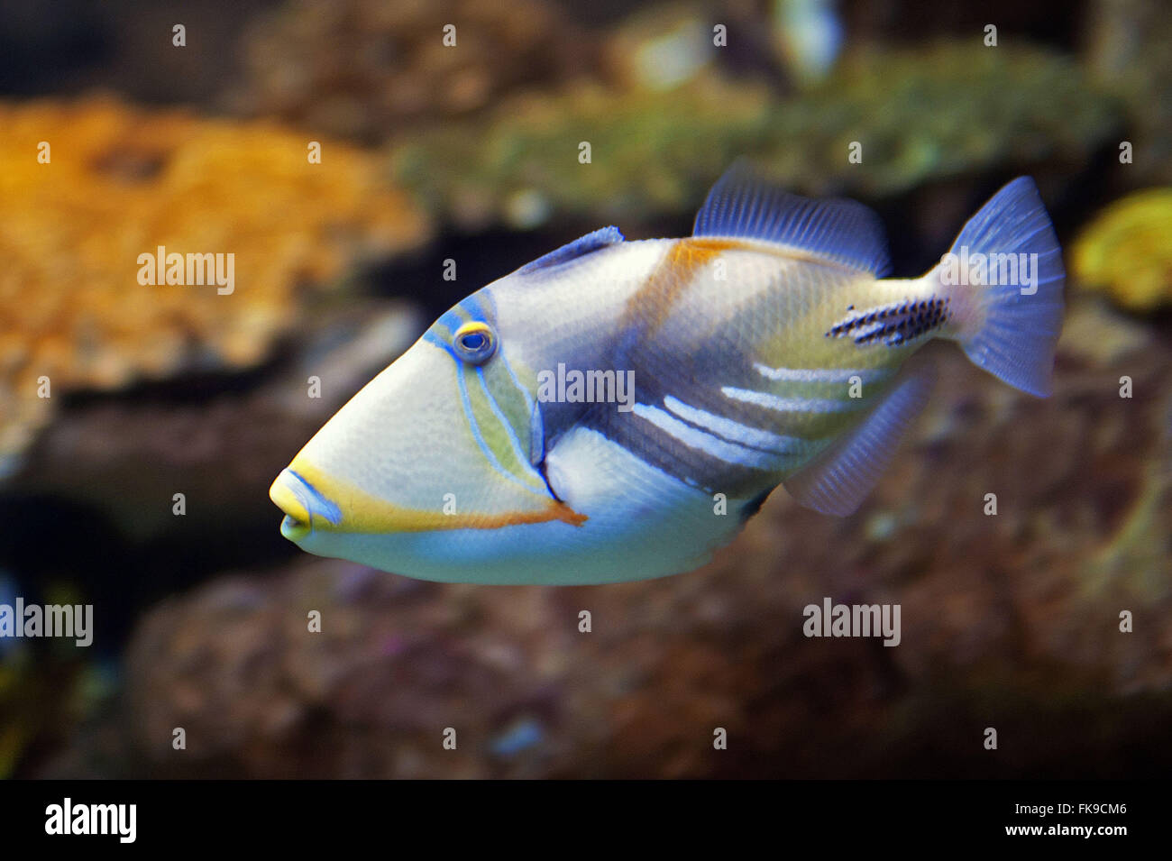 Picasso Fish Stockfotos und -bilder Kaufen - Alamy