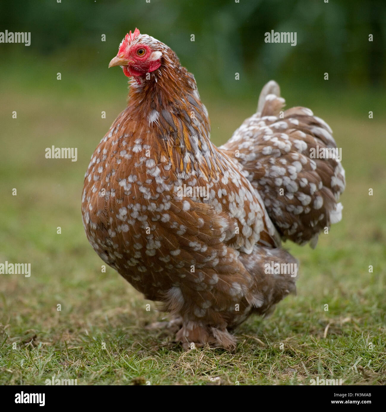Hühnchen Stockfotos und -bilder Kaufen - Alamy