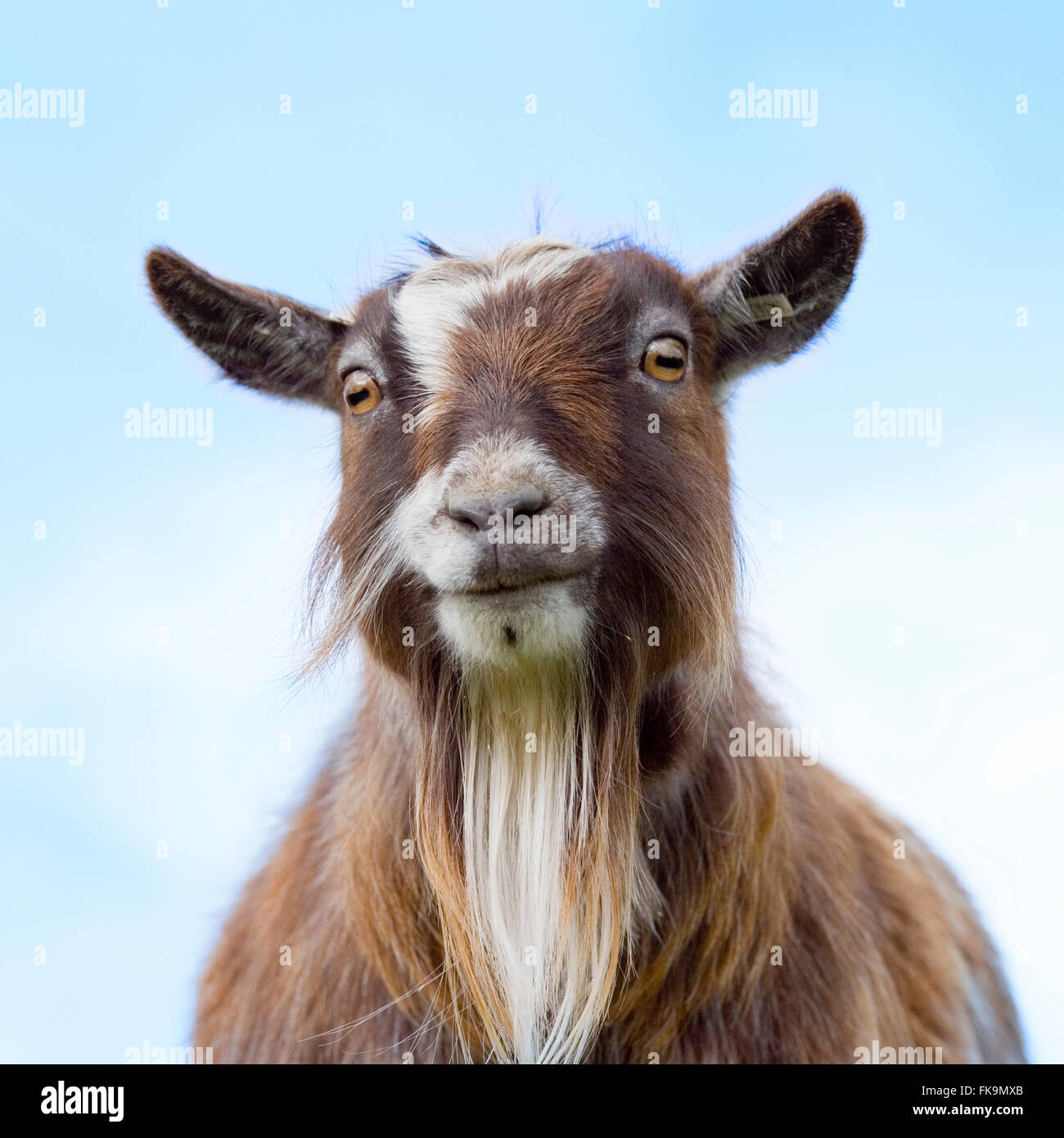 Head of goat -Fotos und -Bildmaterial in hoher Auflösung – Alamy