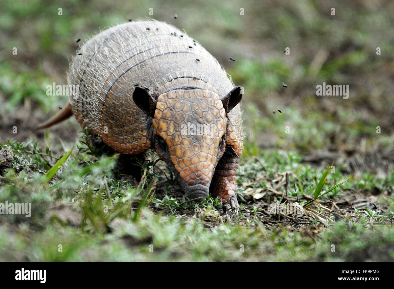 Tatu peba -Fotos und -Bildmaterial in hoher Auflösung – Alamy