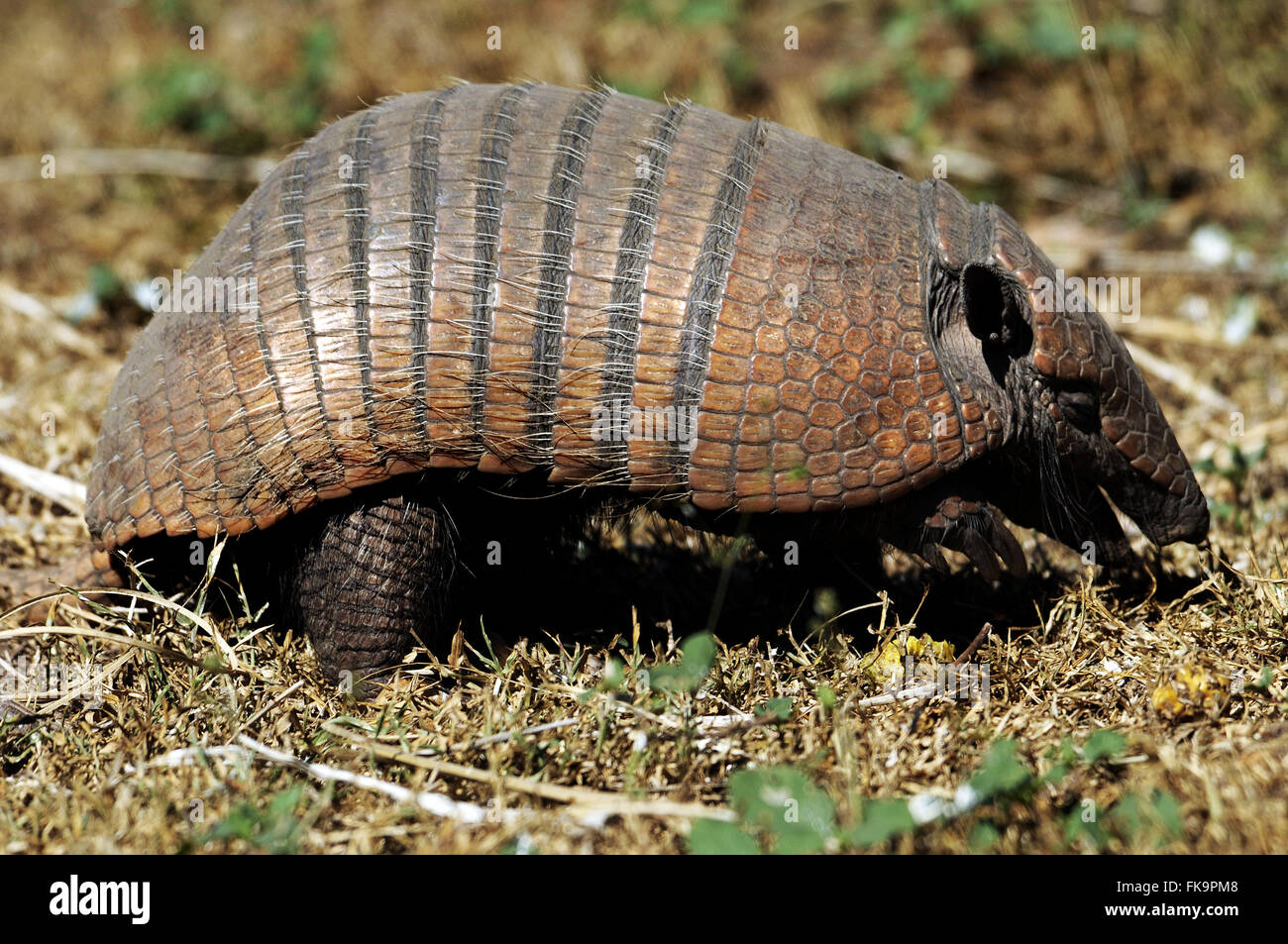 Tatu peba -Fotos und -Bildmaterial in hoher Auflösung – Alamy