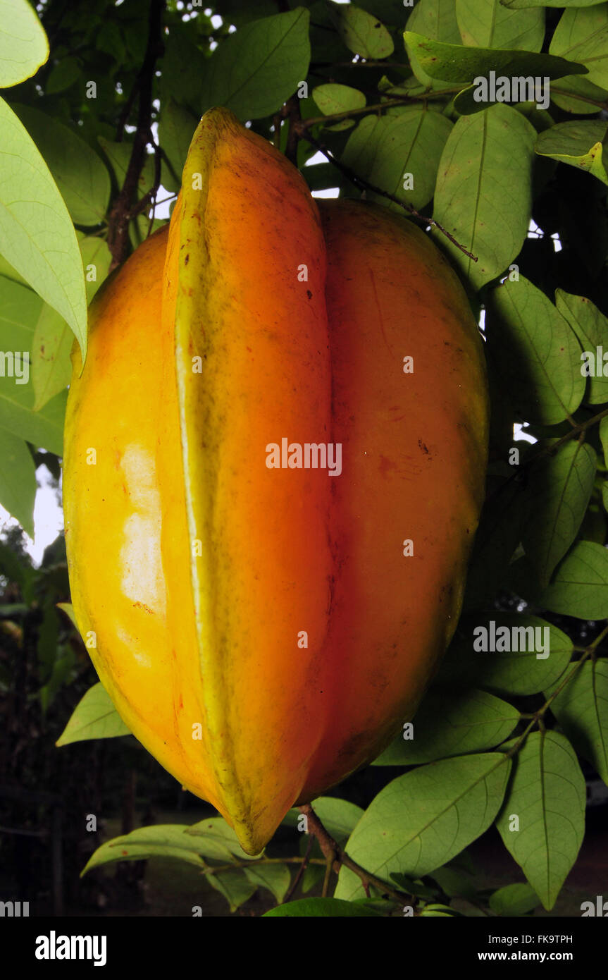 Carom into -Fotos und -Bildmaterial in hoher Auflösung – Alamy