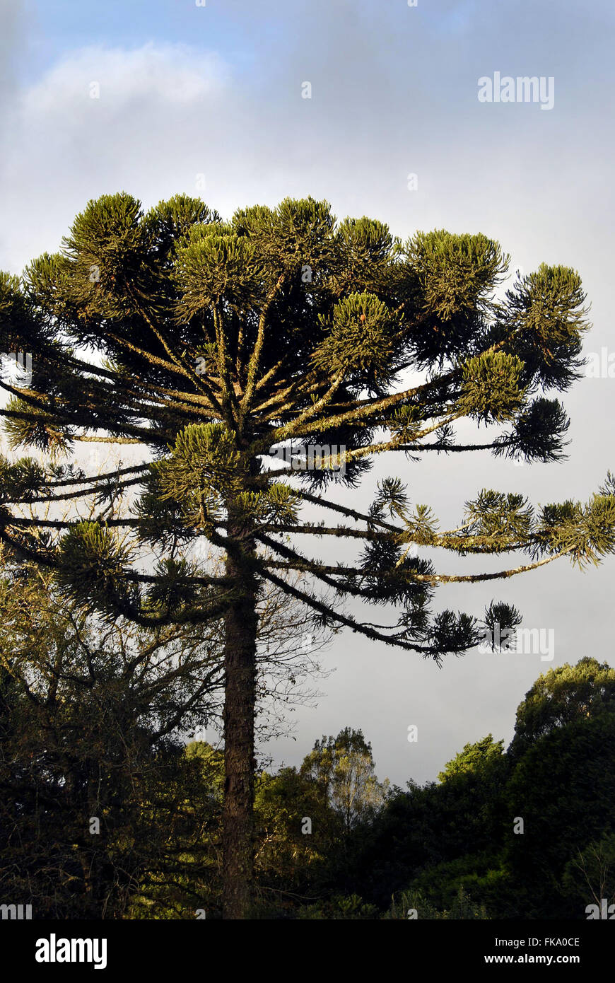 Araukarien augustifolia -Fotos und -Bildmaterial in hoher Auflösung – Alamy