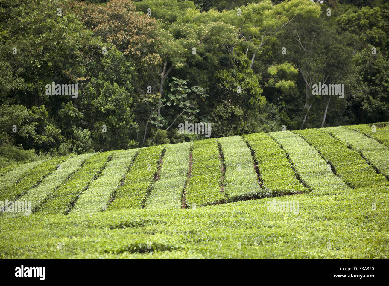 Tee pflanzen pflanzen plantage -Fotos und -Bildmaterial in hoher ...