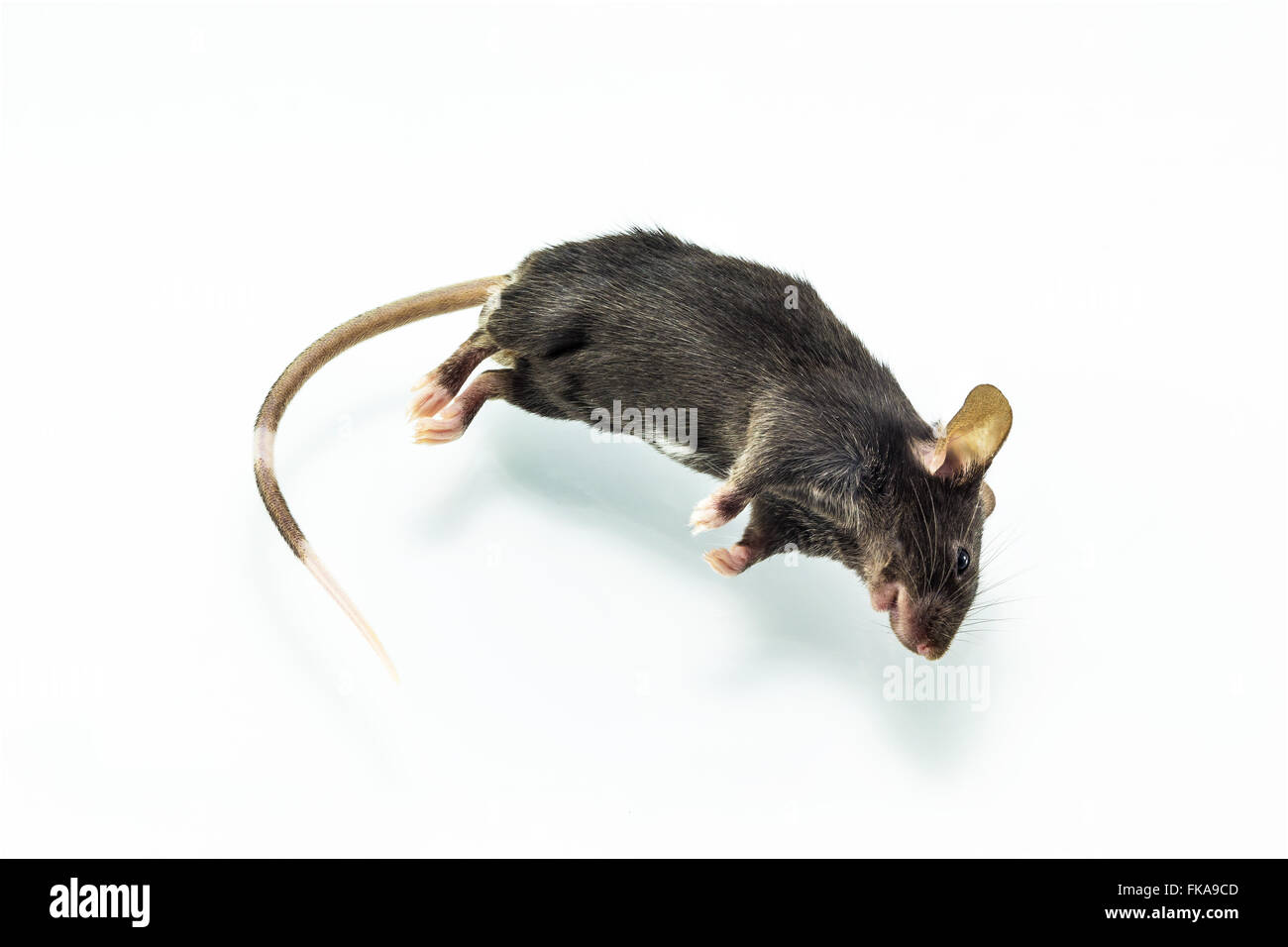 Totbraune ratte -Fotos und -Bildmaterial in hoher Auflösung – Alamy