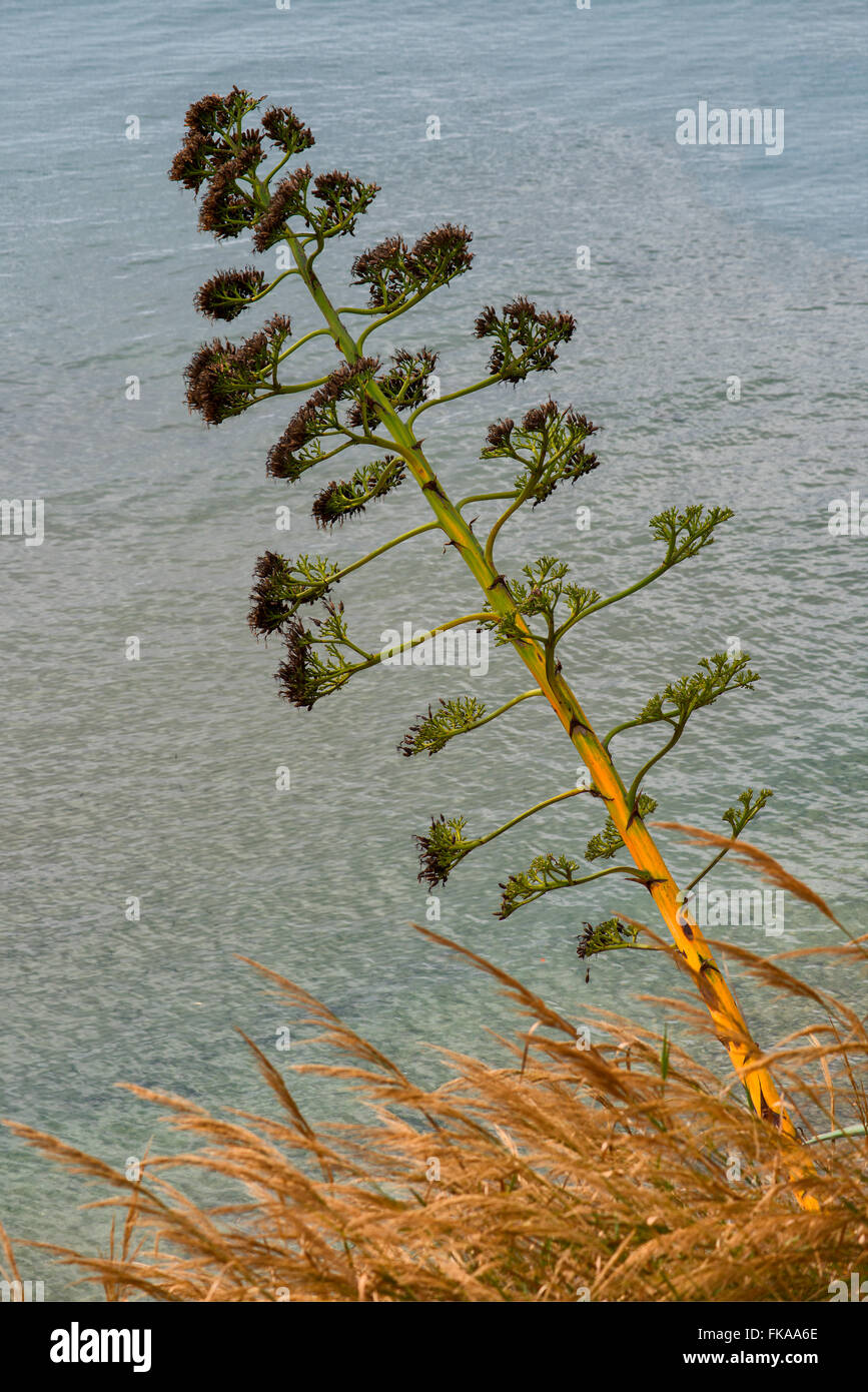 Agave-Pflanze in Split, Kroatien Stockfotografie - Alamy