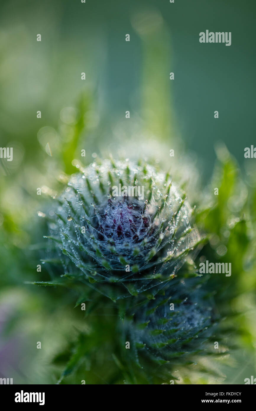 Lila disteln -Fotos und -Bildmaterial in hoher Auflösung – Alamy