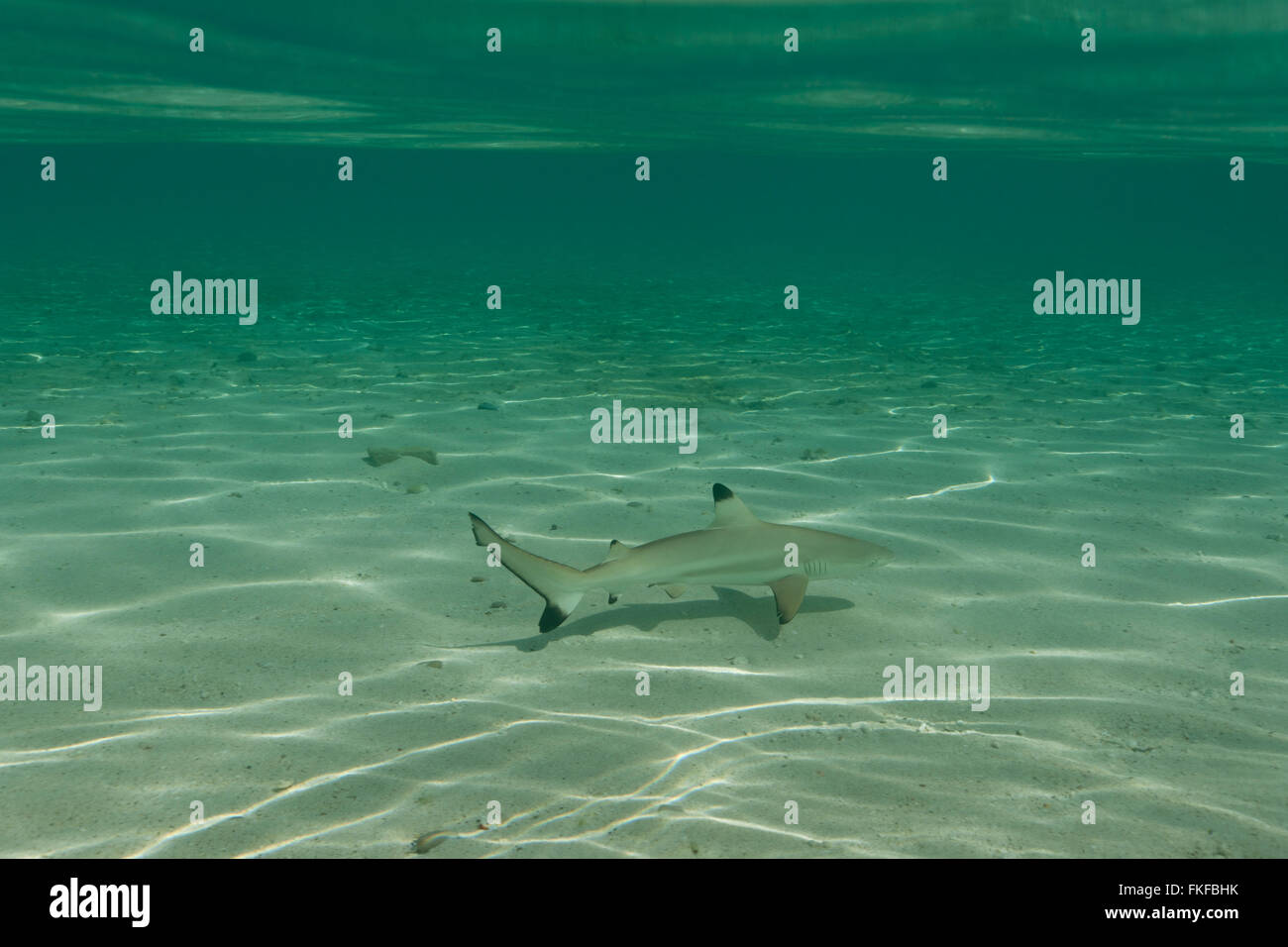 Schwarzspitzen Riffhai (Carcharhinus Melanopterus) patrouillieren in ...