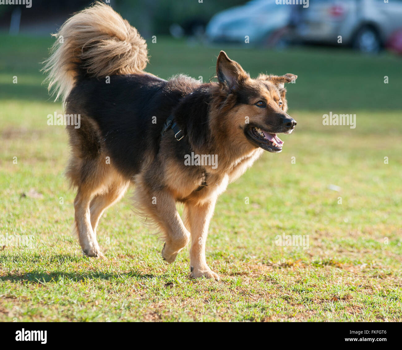 Deutscher shepard mix -Fotos und -Bildmaterial in hoher Auflösung – Alamy