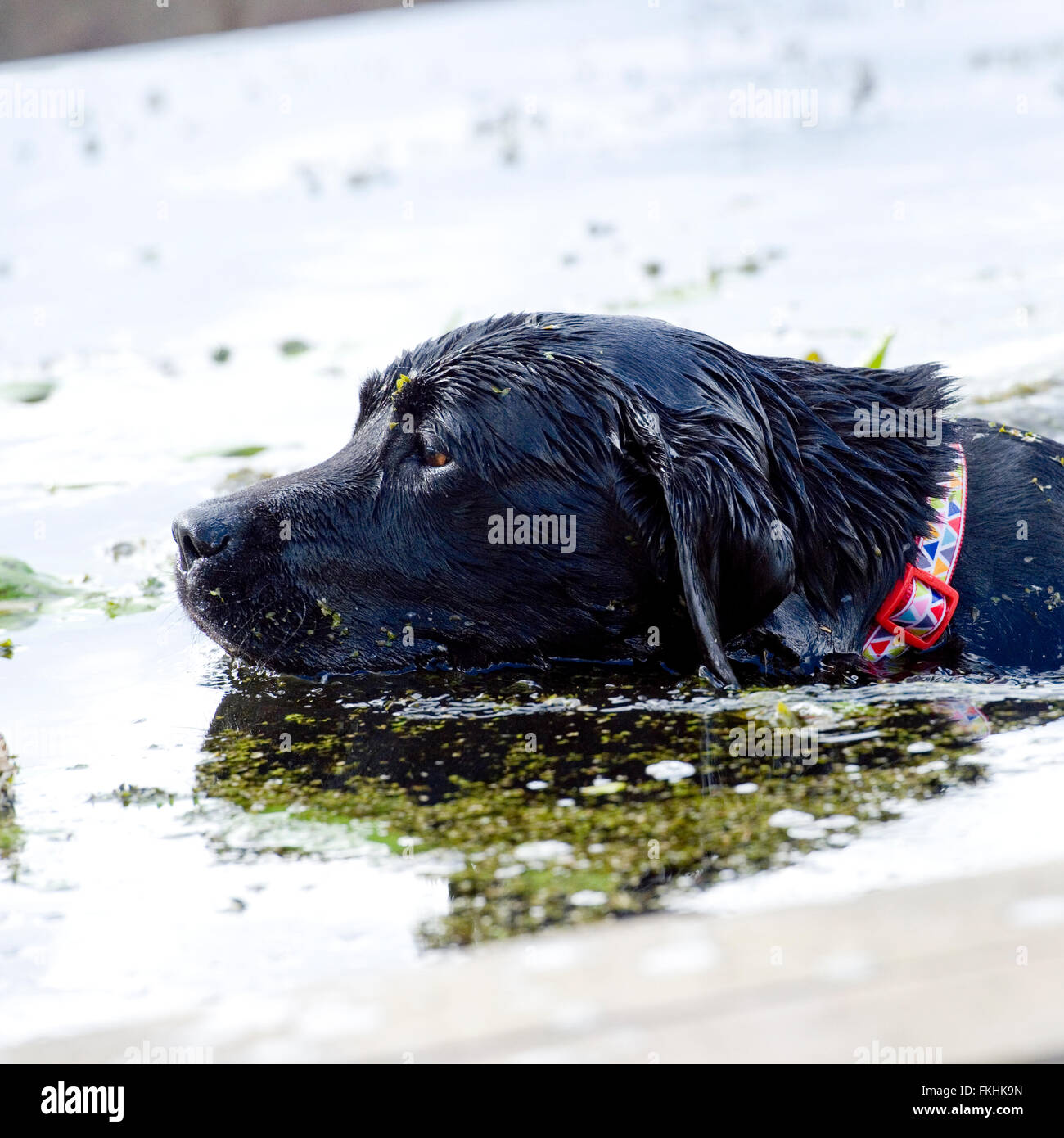 Retriever Schwarzer Labrador Stockfotos und -bilder Kaufen - Alamy