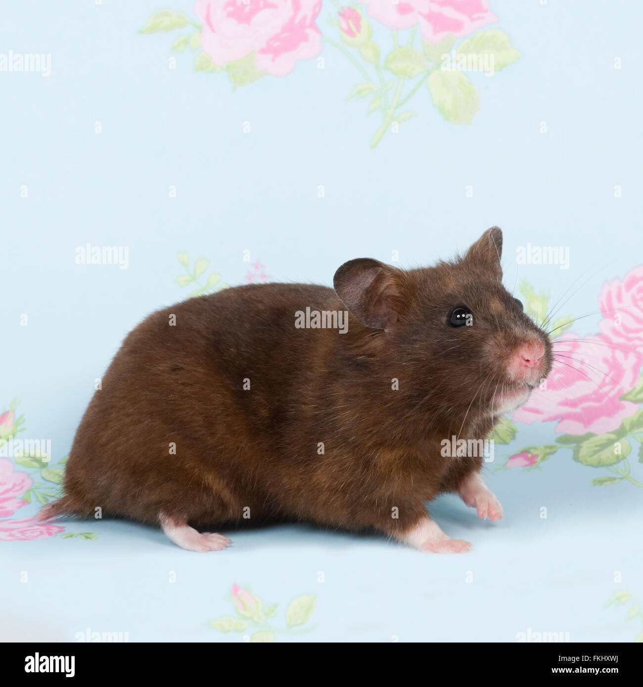 Pet Hamster Stockfotos und -bilder Kaufen - Alamy