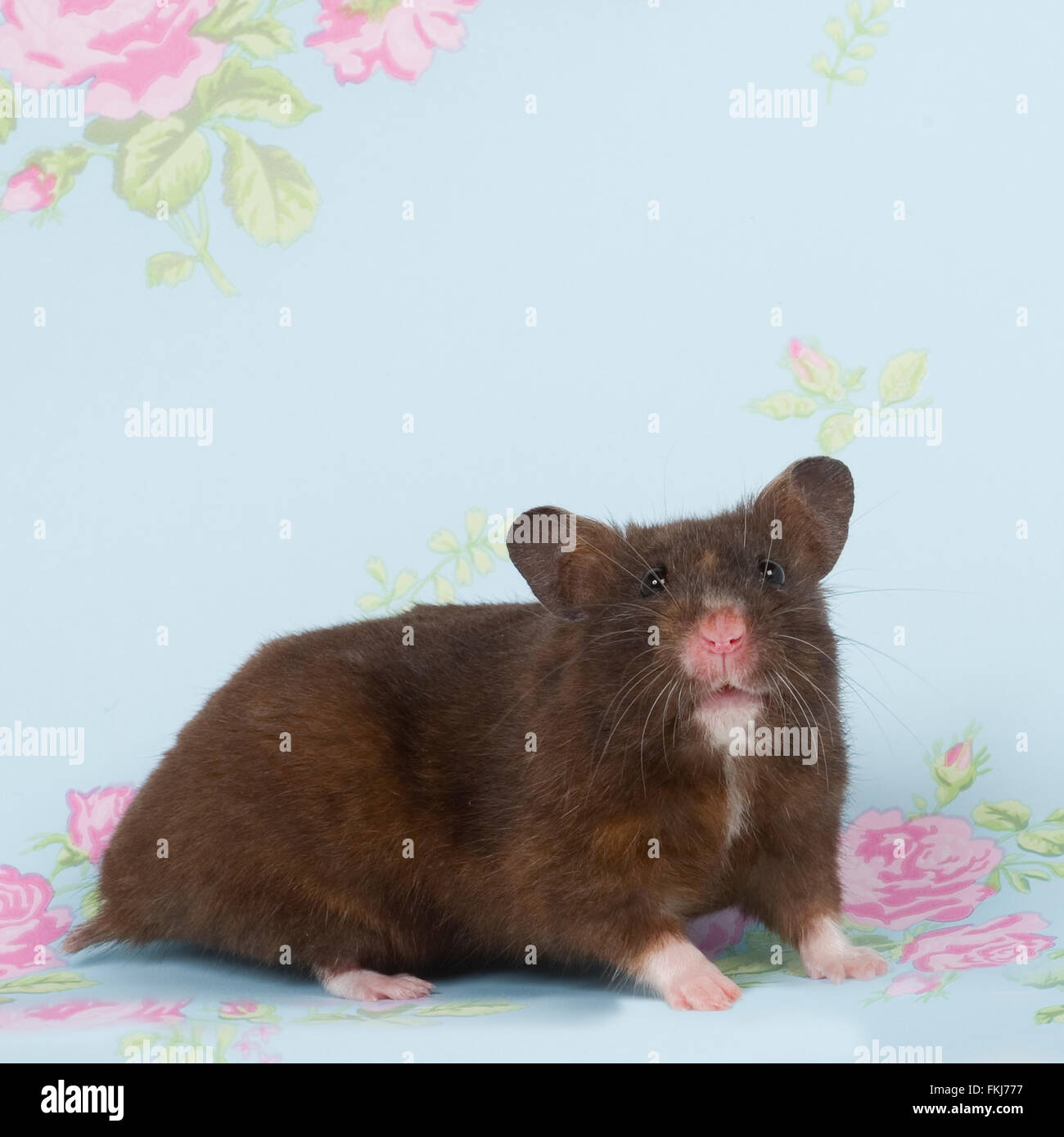 Atelieraufnahme hamster -Fotos und -Bildmaterial in hoher Auflösung – Alamy