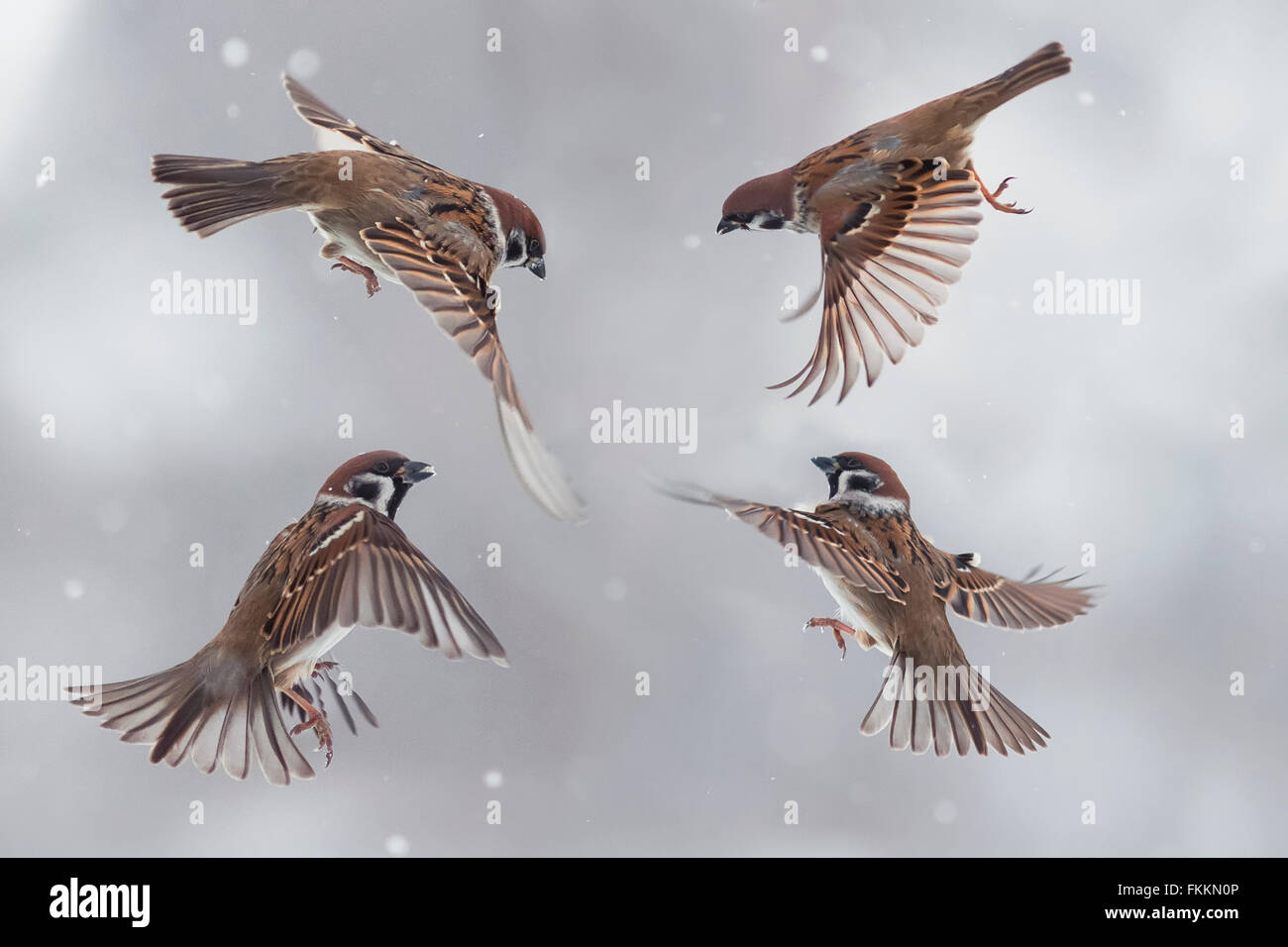 Spatz, weiß, Tier, isoliert, fliegen, Bewegung, Wild, Flügel ...