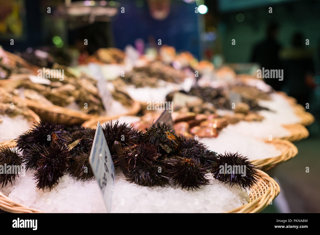 Frische seeigel -Fotos und -Bildmaterial in hoher Auflösung – Alamy