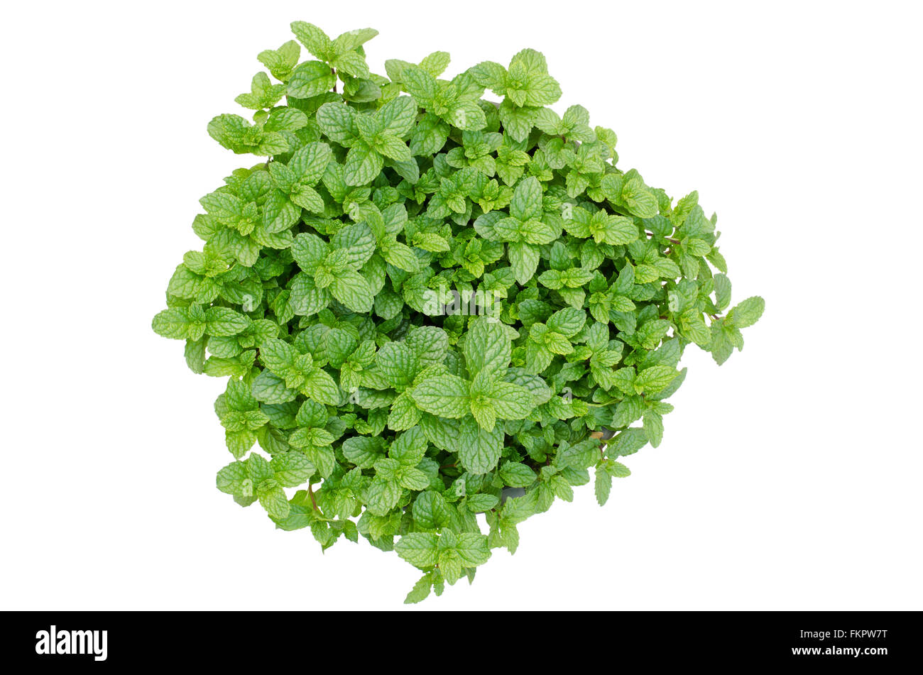 Minze kraut -Fotos und -Bildmaterial in hoher Auflösung – Alamy