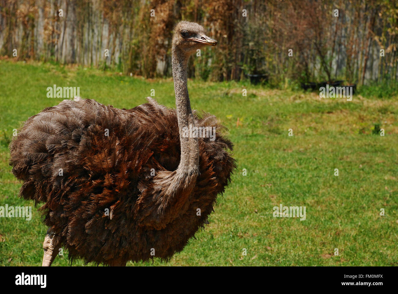 Ostrich egg food -Fotos und -Bildmaterial in hoher Auflösung – Alamy