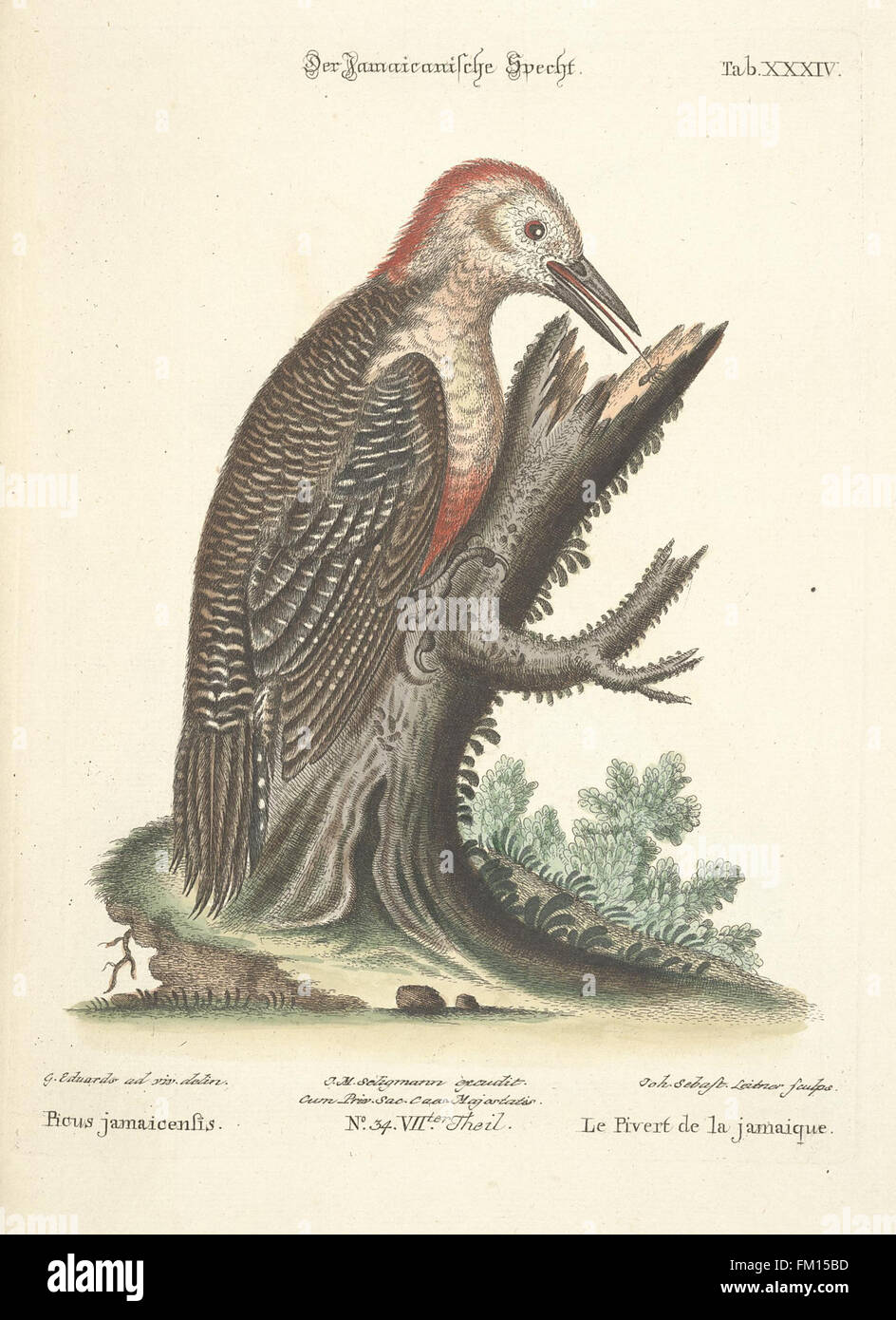 Diese Illustration aus der Peter H. Raven Library zeigt seltene und ...