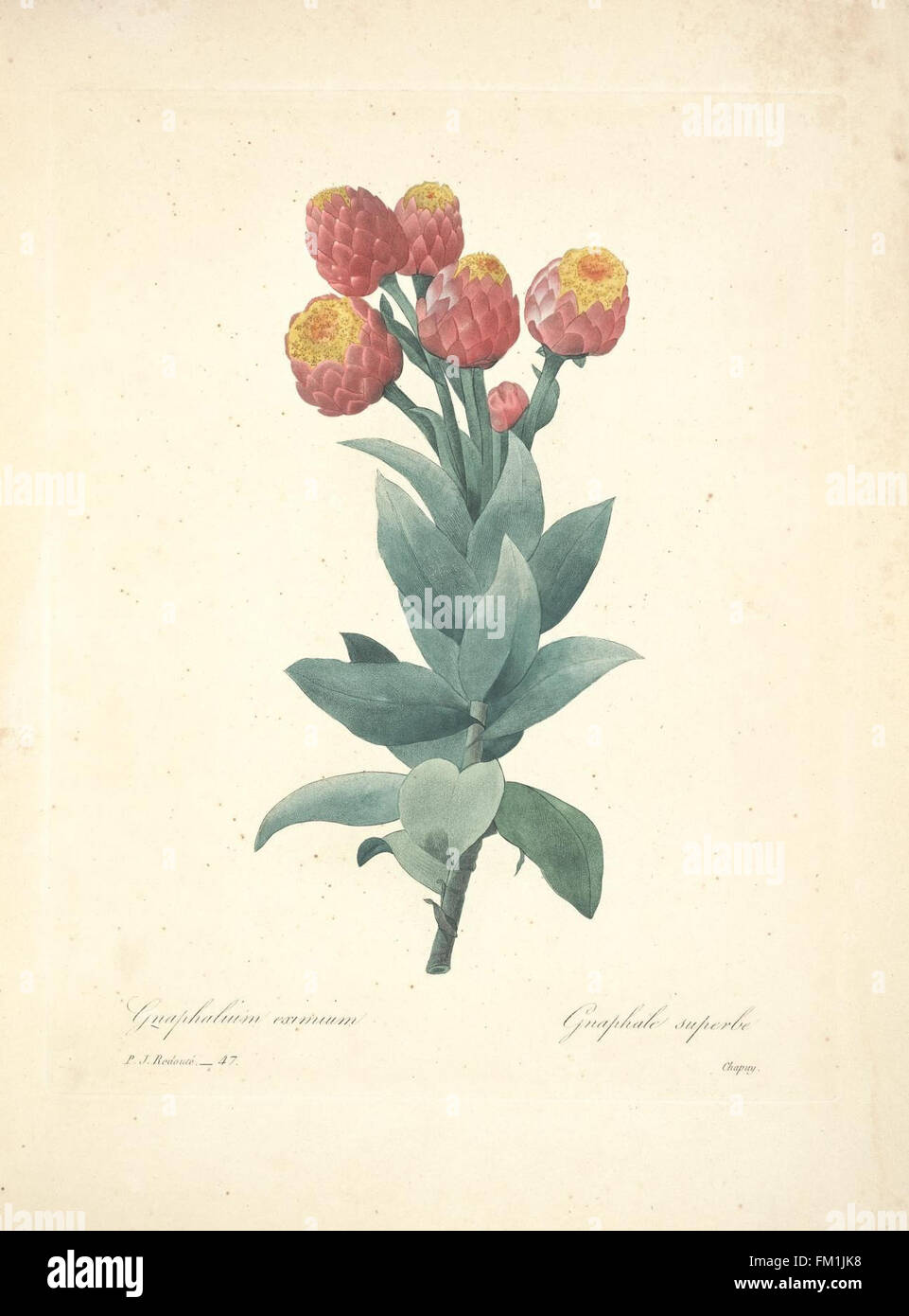 Choix des plus belles fleurs -Fotos und -Bildmaterial in hoher ...