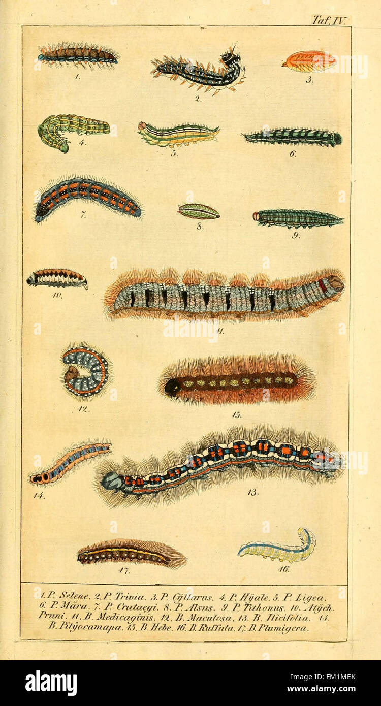 Chronologischer Raupenkalender, Oder, Naturgeschichte der ...