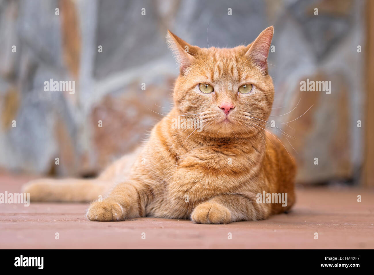 Katze liegend entspannen -Fotos und -Bildmaterial in hoher Auflösung ...