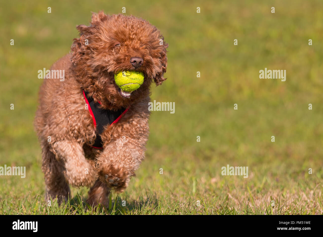 Schokolade Pudel mit Tennis Ball auf dem Rasen in Richtung Kamera läuft ...