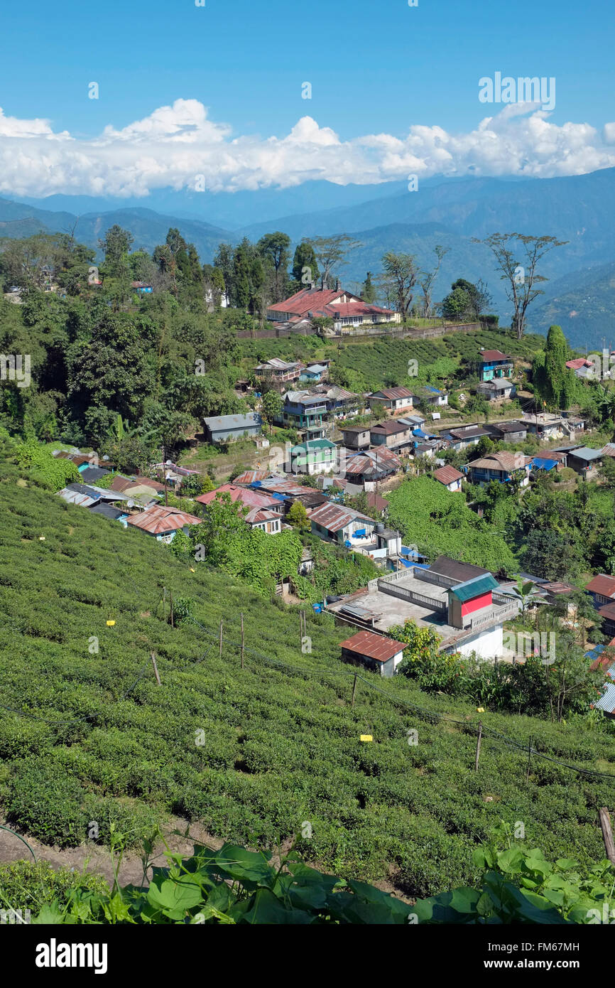 Tukvar darjeeling -Fotos und -Bildmaterial in hoher Auflösung – Alamy