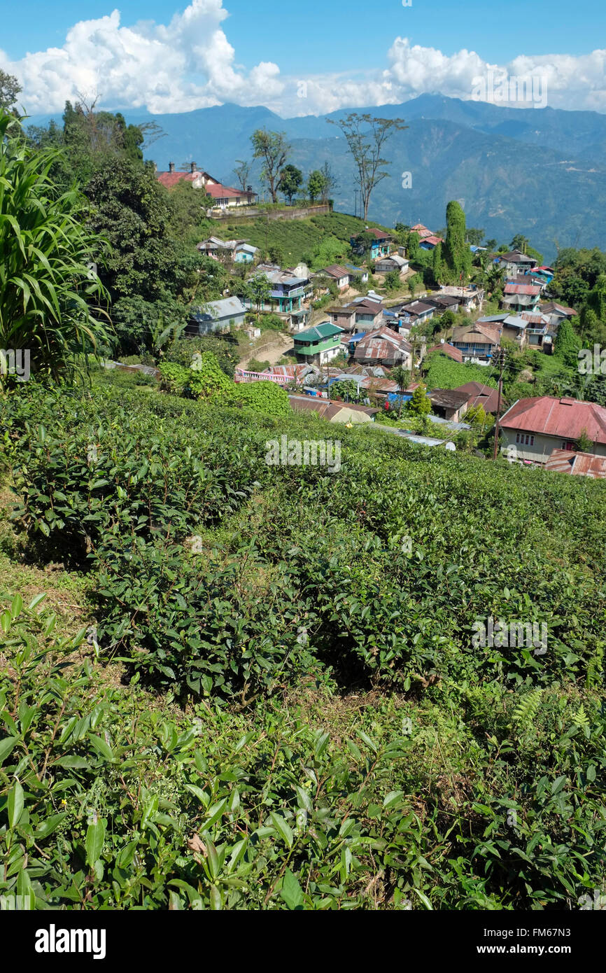 Tukvar darjeeling -Fotos und -Bildmaterial in hoher Auflösung – Alamy