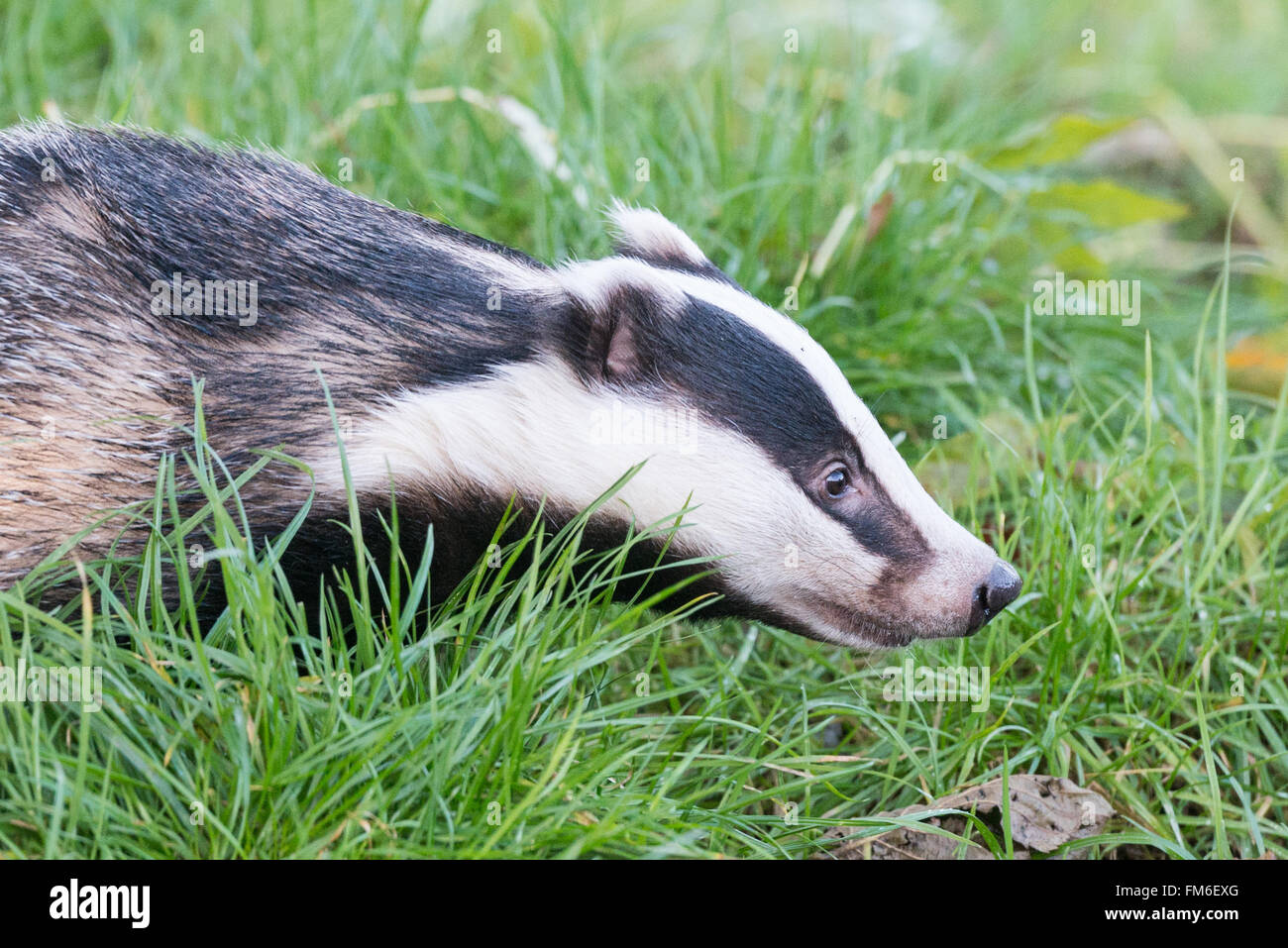 Dachs rasen -Fotos und -Bildmaterial in hoher Auflösung – Alamy