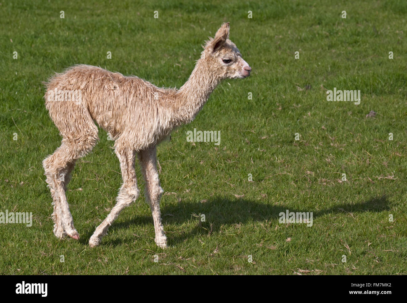 Baby-Alpaka oder Cria (Vicugna Pacos Stockfotografie - Alamy