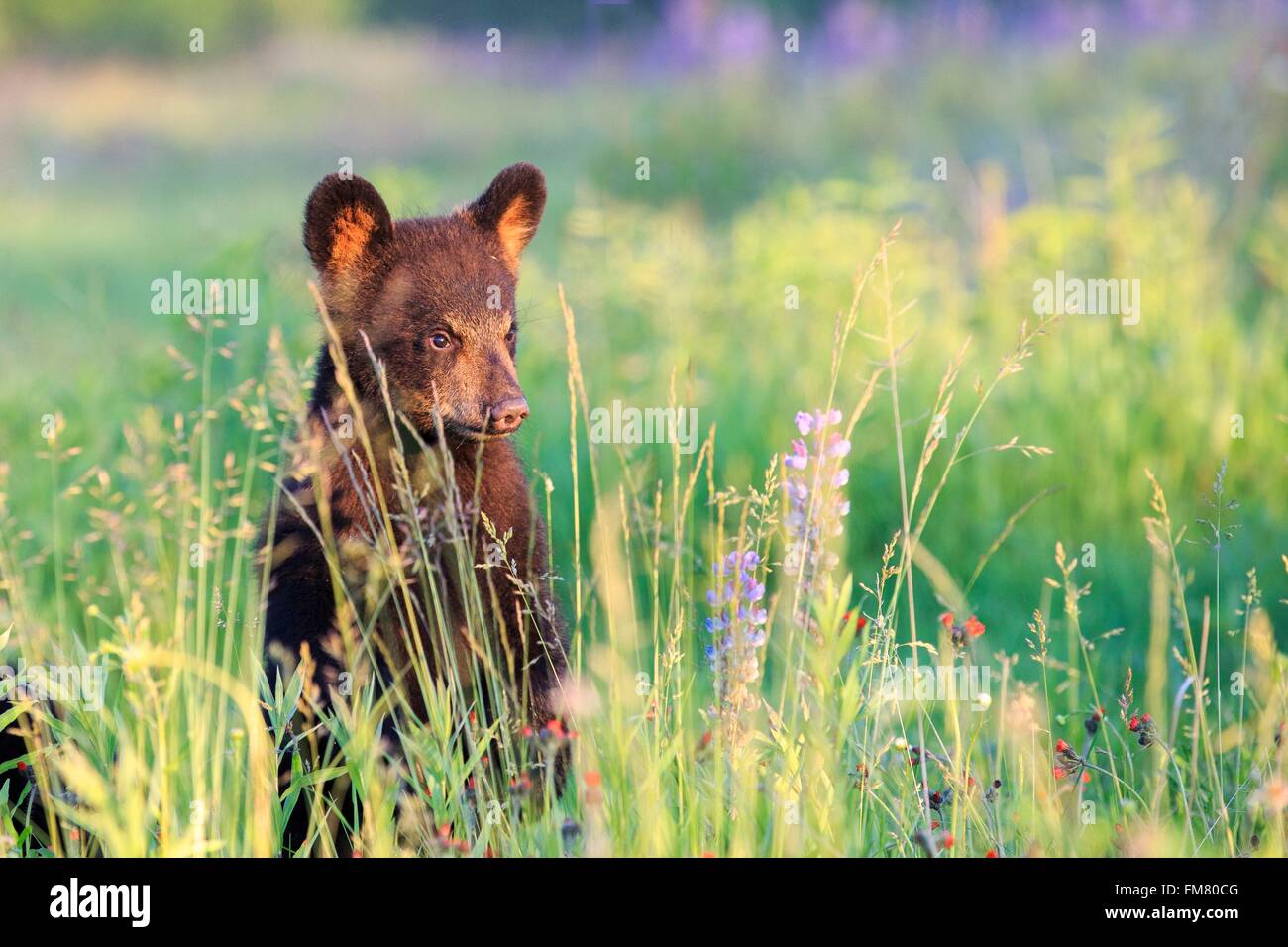Wilde blume im mittleren westen -Fotos und -Bildmaterial in hoher ...