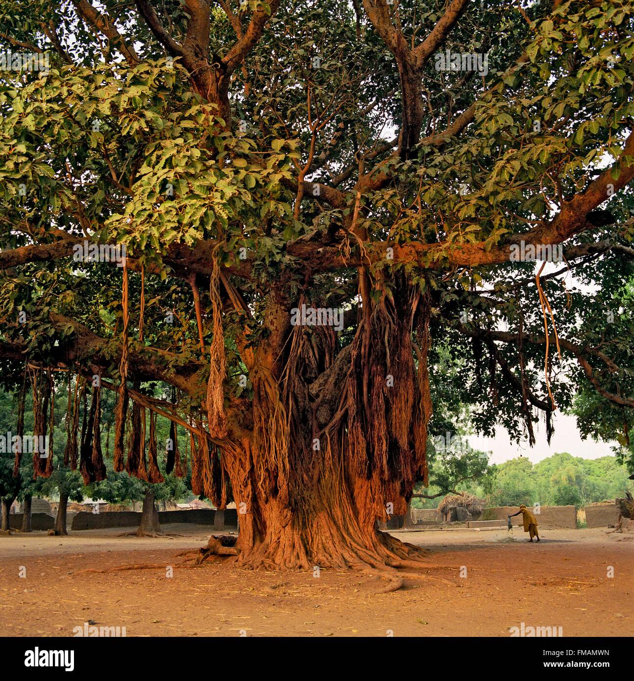 Mora tree -Fotos und -Bildmaterial in hoher Auflösung – Alamy