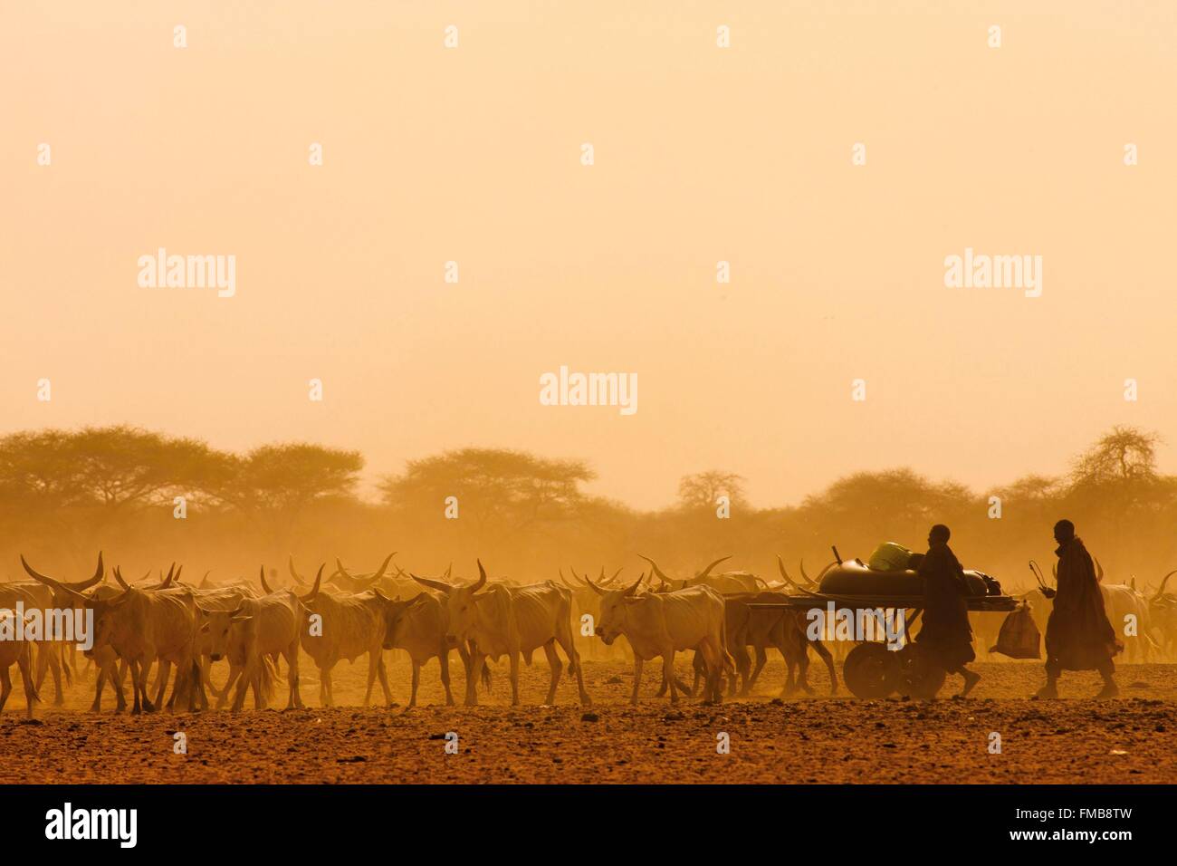 Senegal, Sahel, Ferlo Region, Widou Thiengoly, Herde von zebu ...