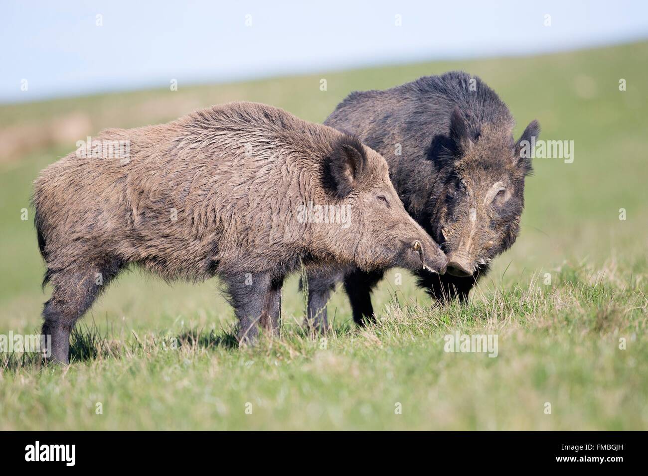Wild boar fighting -Fotos und -Bildmaterial in hoher Auflösung – Alamy
