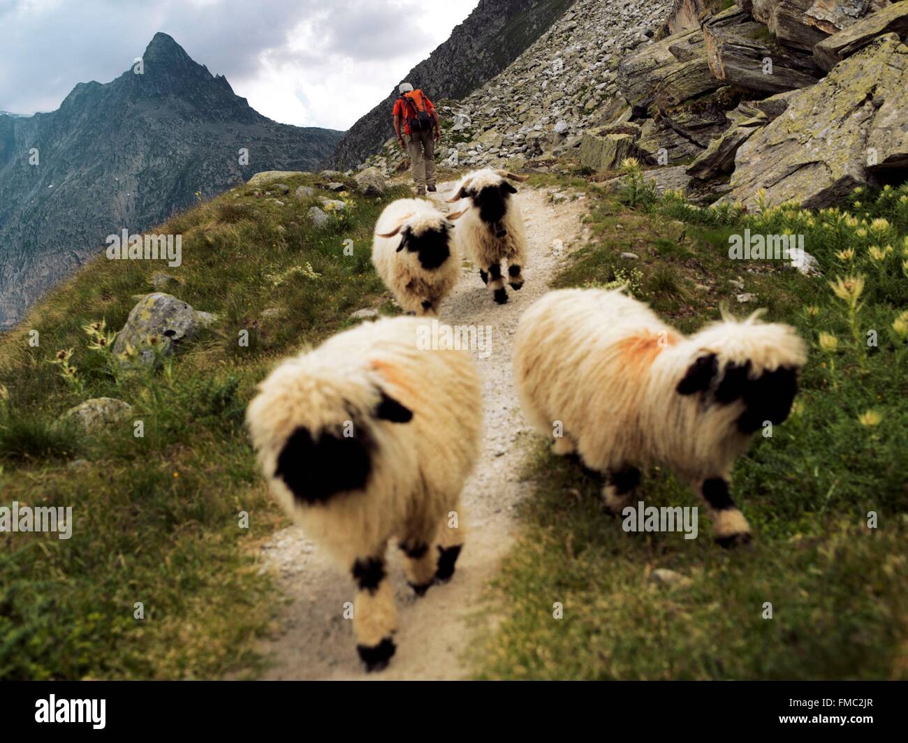Walliser schafe -Fotos und -Bildmaterial in hoher Auflösung - Seite 4 ...