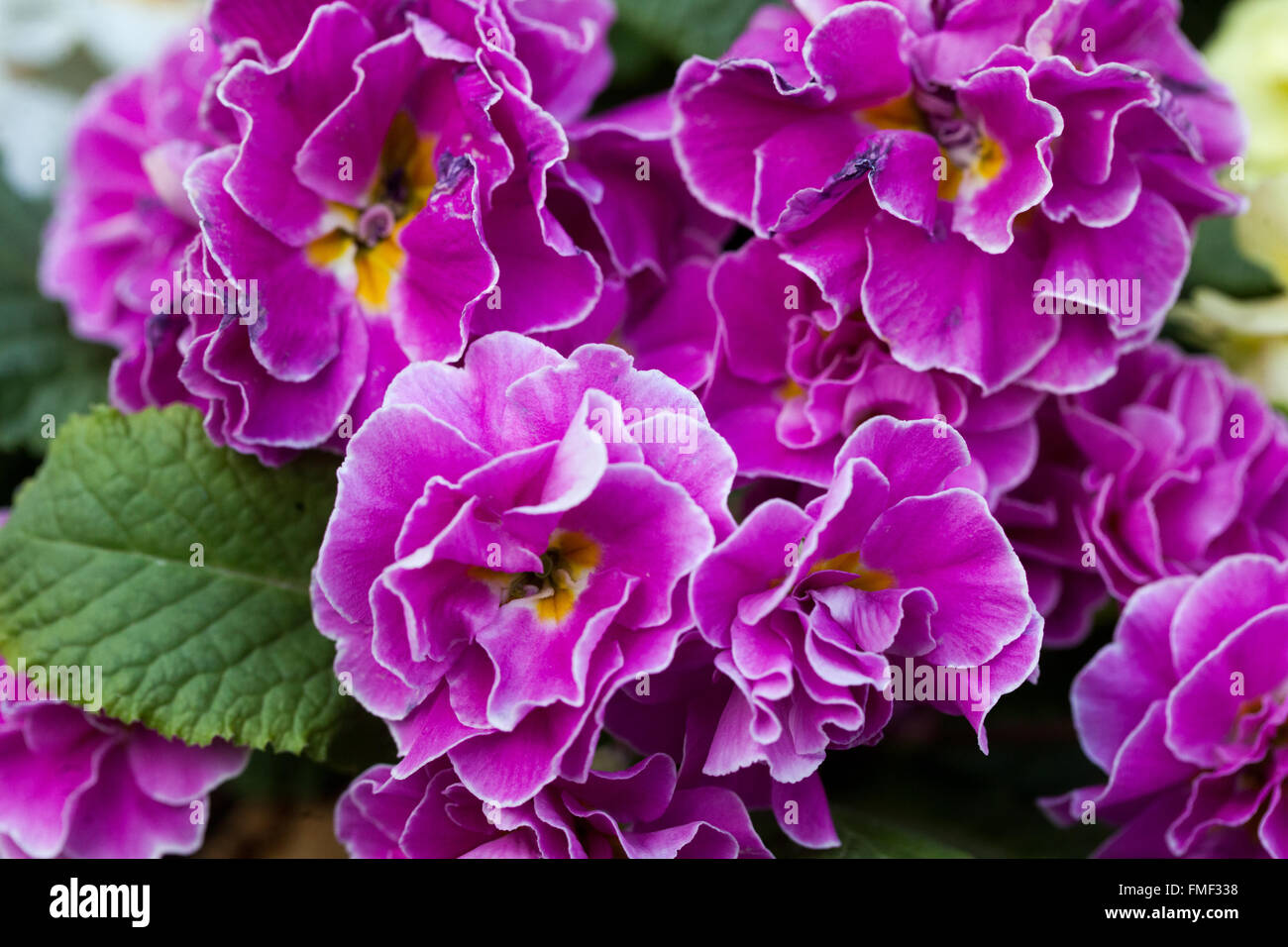 Zierblumen primeln -Fotos und -Bildmaterial in hoher Auflösung – Alamy