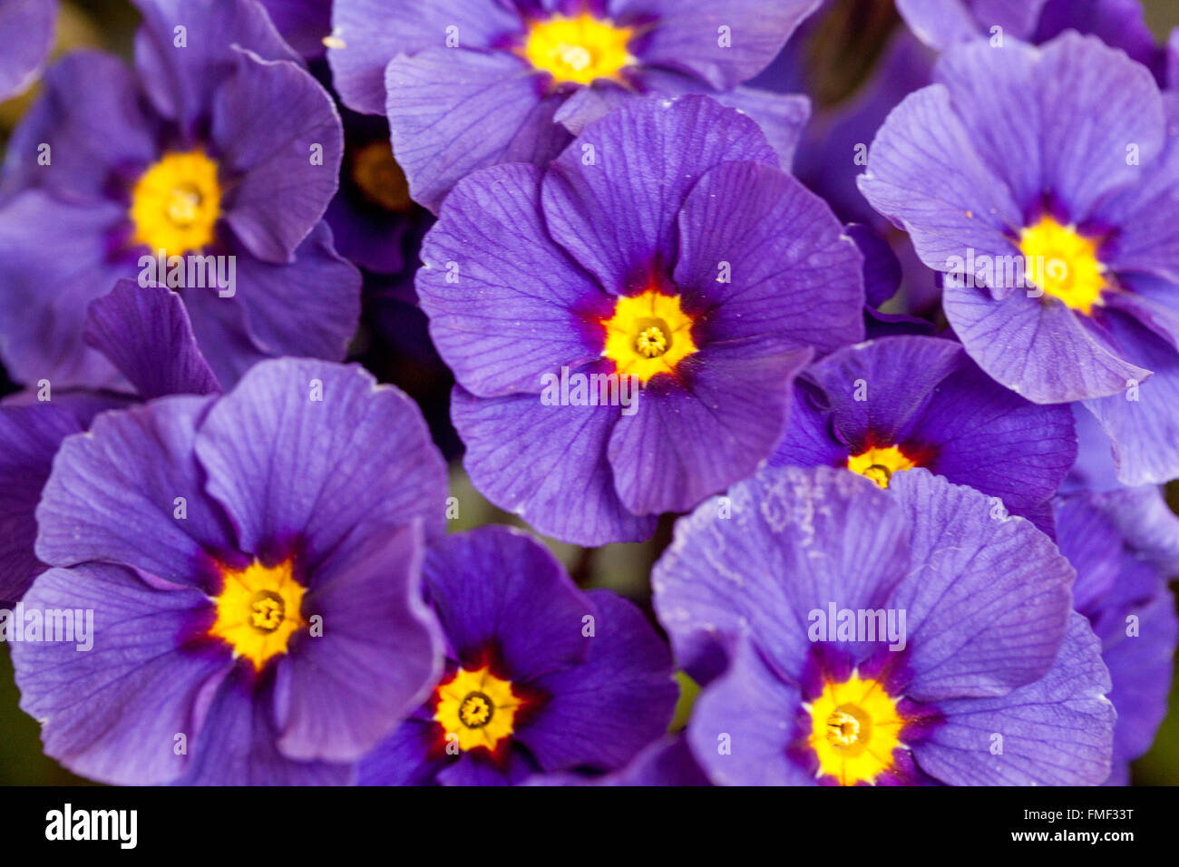 Zierblumen primeln -Fotos und -Bildmaterial in hoher Auflösung – Alamy