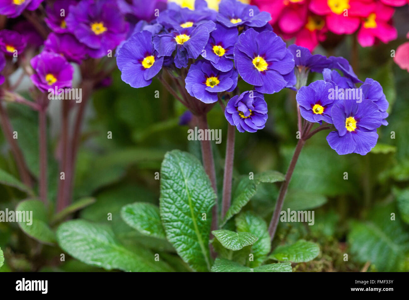 Primel Primula acaulis, Primeln, Primel Stockfotografie - Alamy