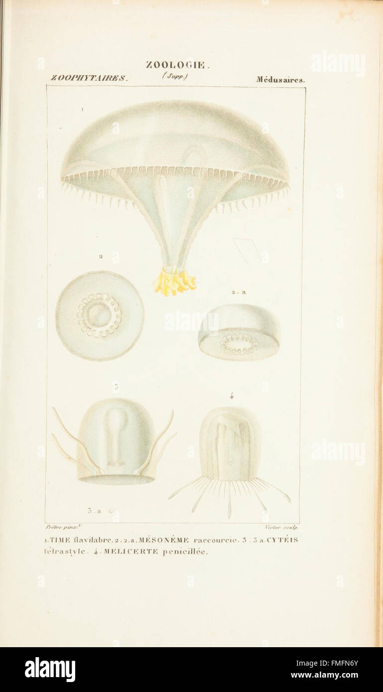 Platte 81 von „Atlas de zoologie“ zeigt eine Vielzahl von Tierarten und ...