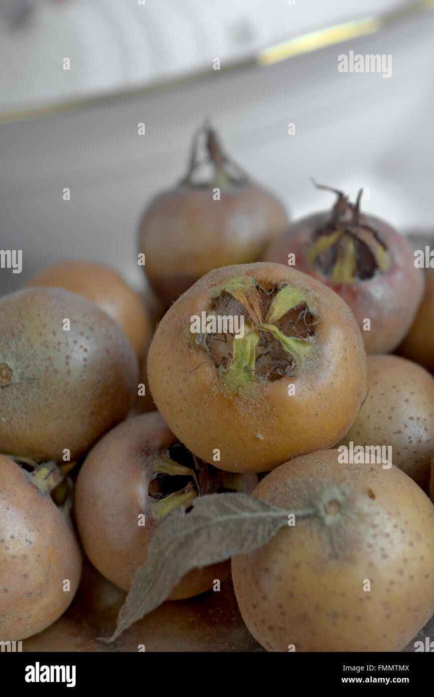 Gemeinsame mispel mespilus germanica -Fotos und -Bildmaterial in hoher ...