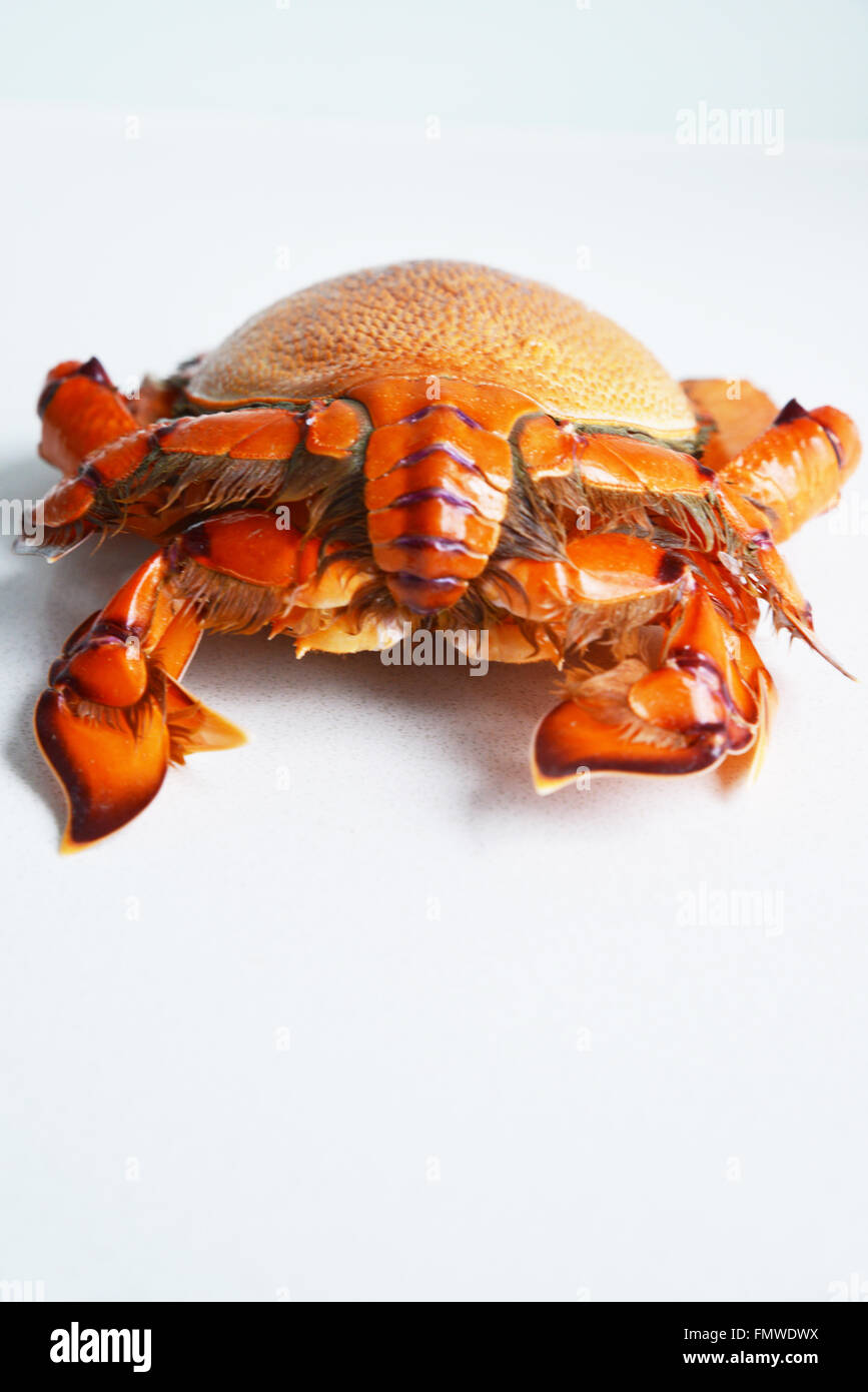 Spanner crab -Fotos und -Bildmaterial in hoher Auflösung – Alamy