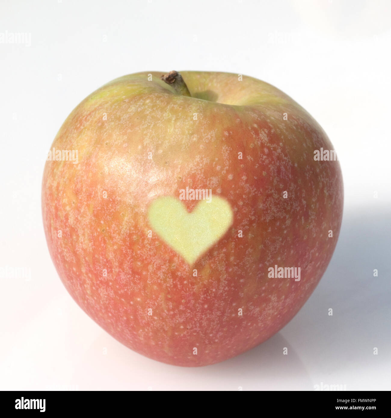 Boskoop apple -Fotos und -Bildmaterial in hoher Auflösung – Alamy