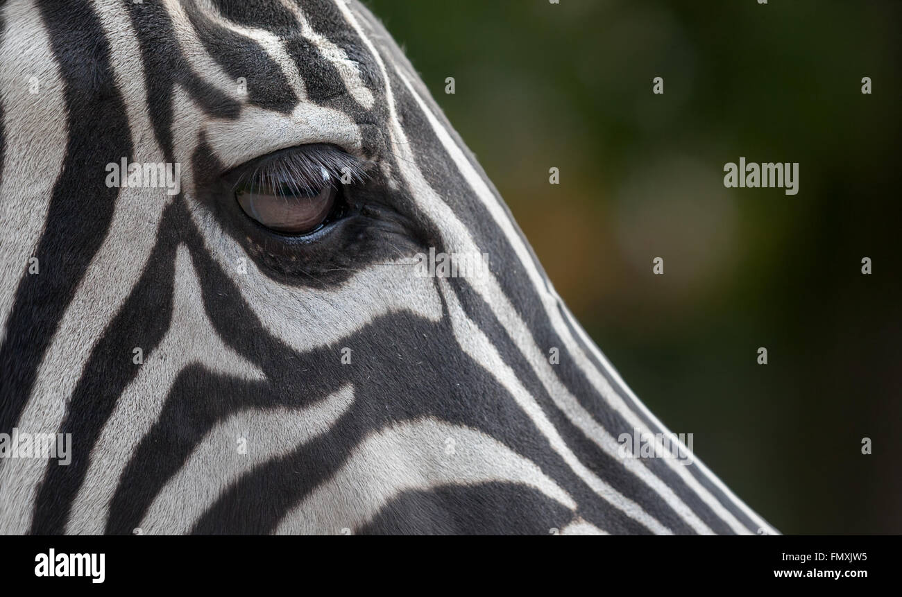 Zebra auge -Fotos und -Bildmaterial in hoher Auflösung – Alamy