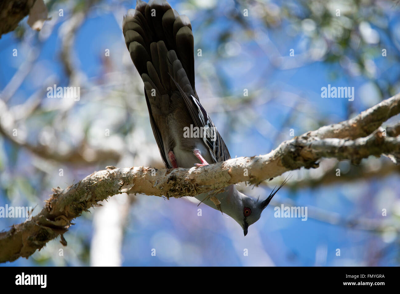 Spitzentaube australischer vogel vogel queensland australien -Fotos und ...