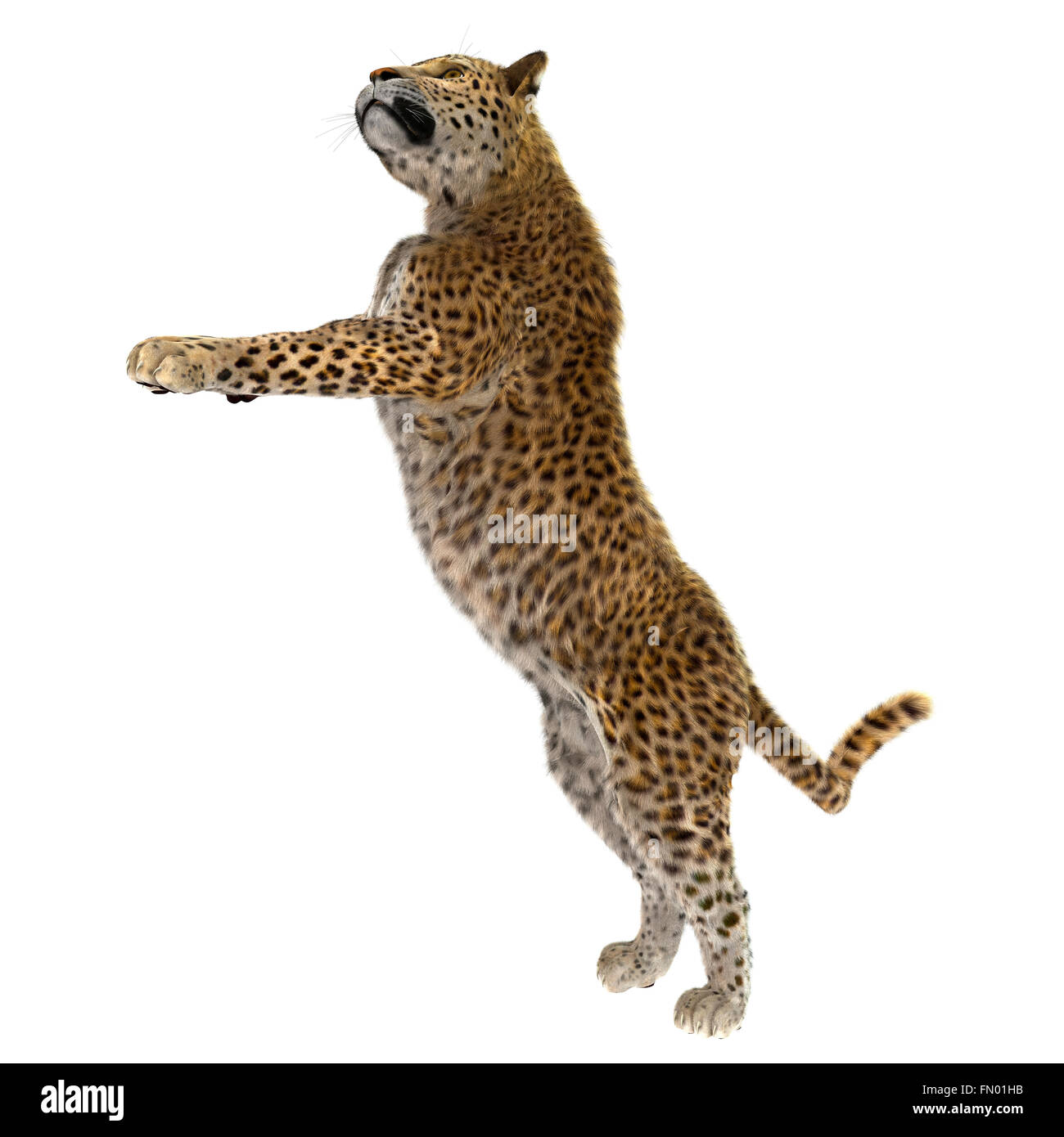Digital Render eine Raubkatze Leopard stehen isoliert auf weißem ...