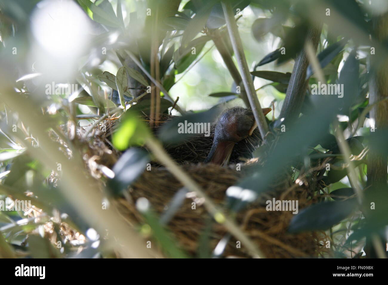 Amsel im nest -Fotos und -Bildmaterial in hoher Auflösung – Alamy
